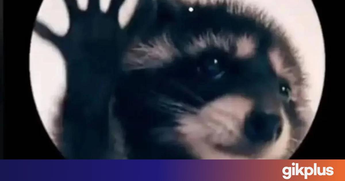 Qué es el Mapache Pedro: cuál es el origen de la canción viral de ...